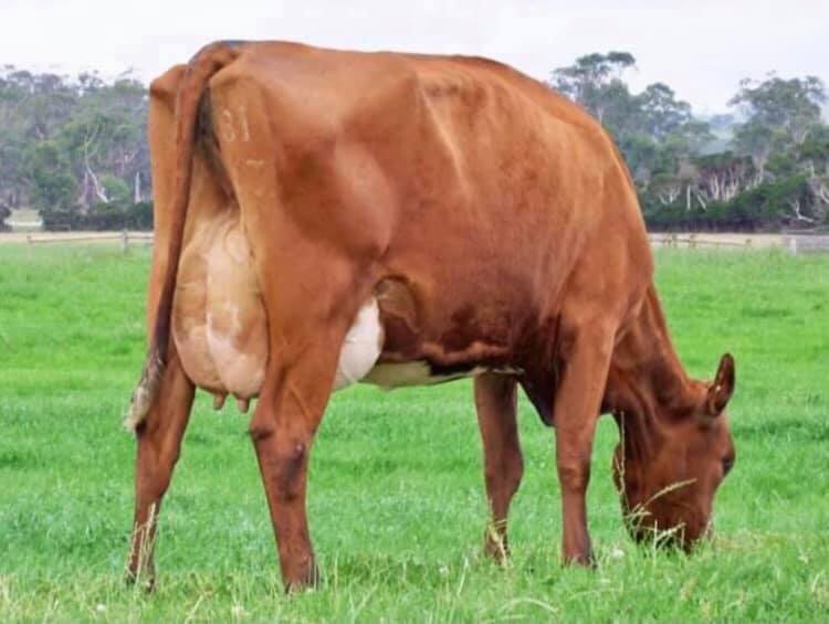 GEORGE2 - Genetics Australia