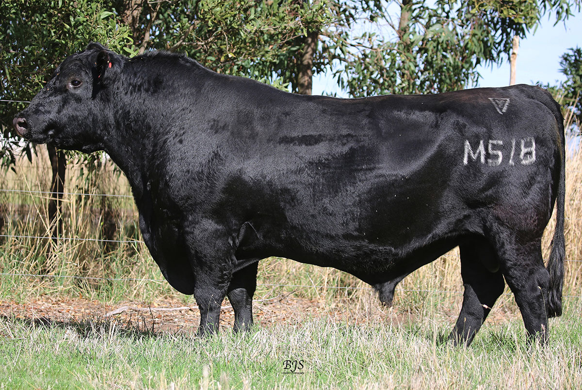 Lawsons Momentous M518 - Genetics Australia