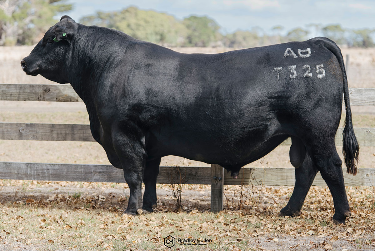 Allendale True Blue T325 - Genetics Australia