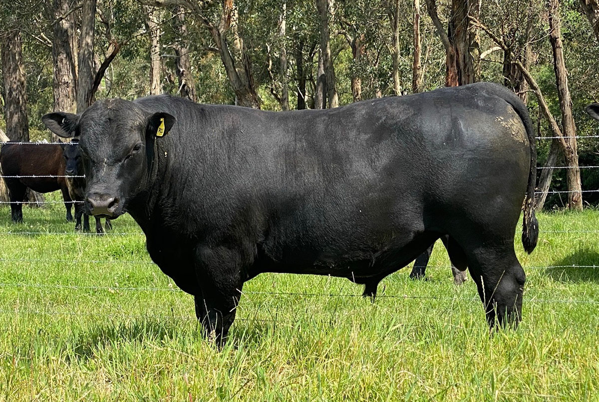 Alkira Renegade R11 - Genetics Australia
